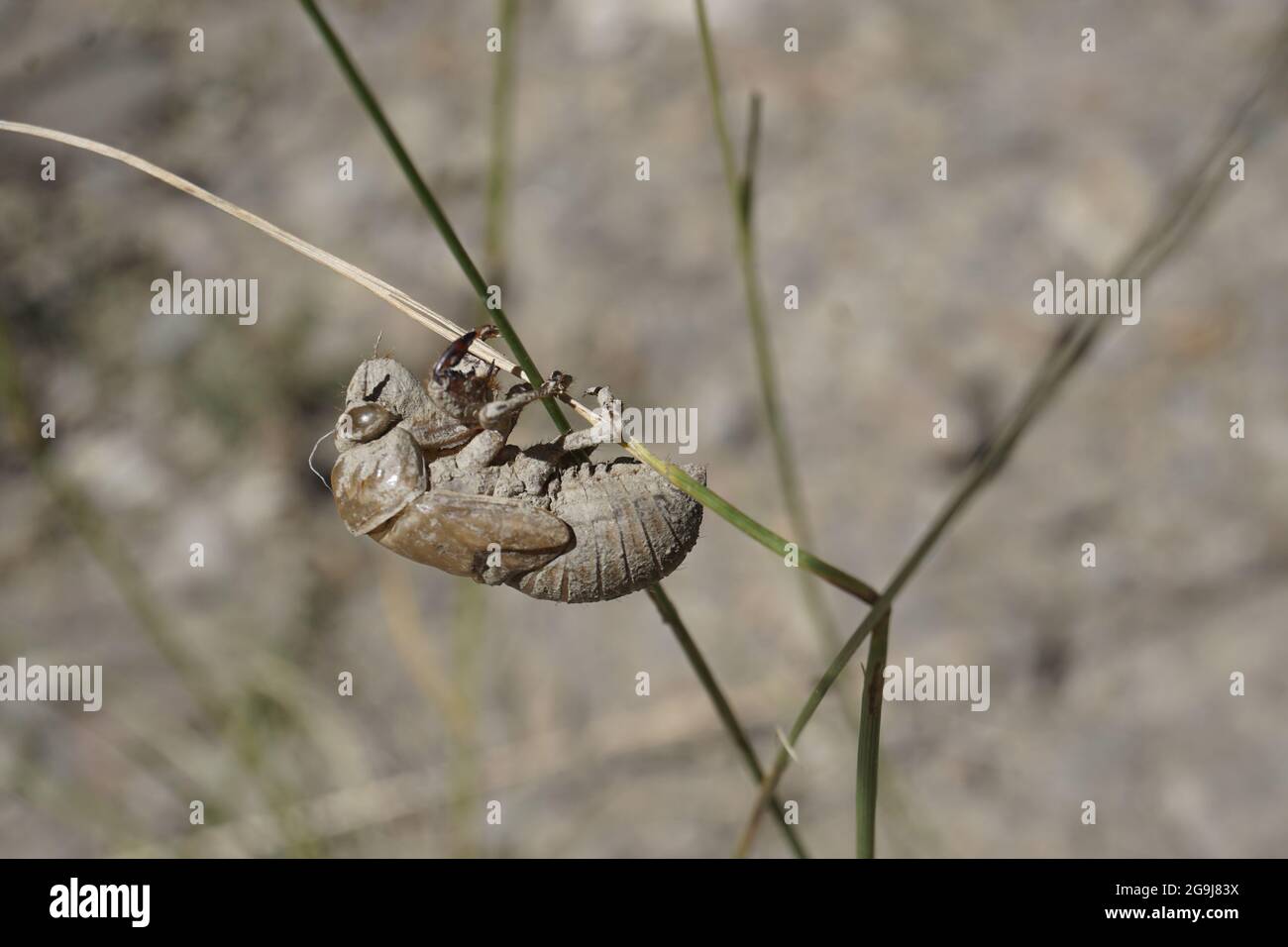 Pupa shell hi-res stock photography and images - Alamy