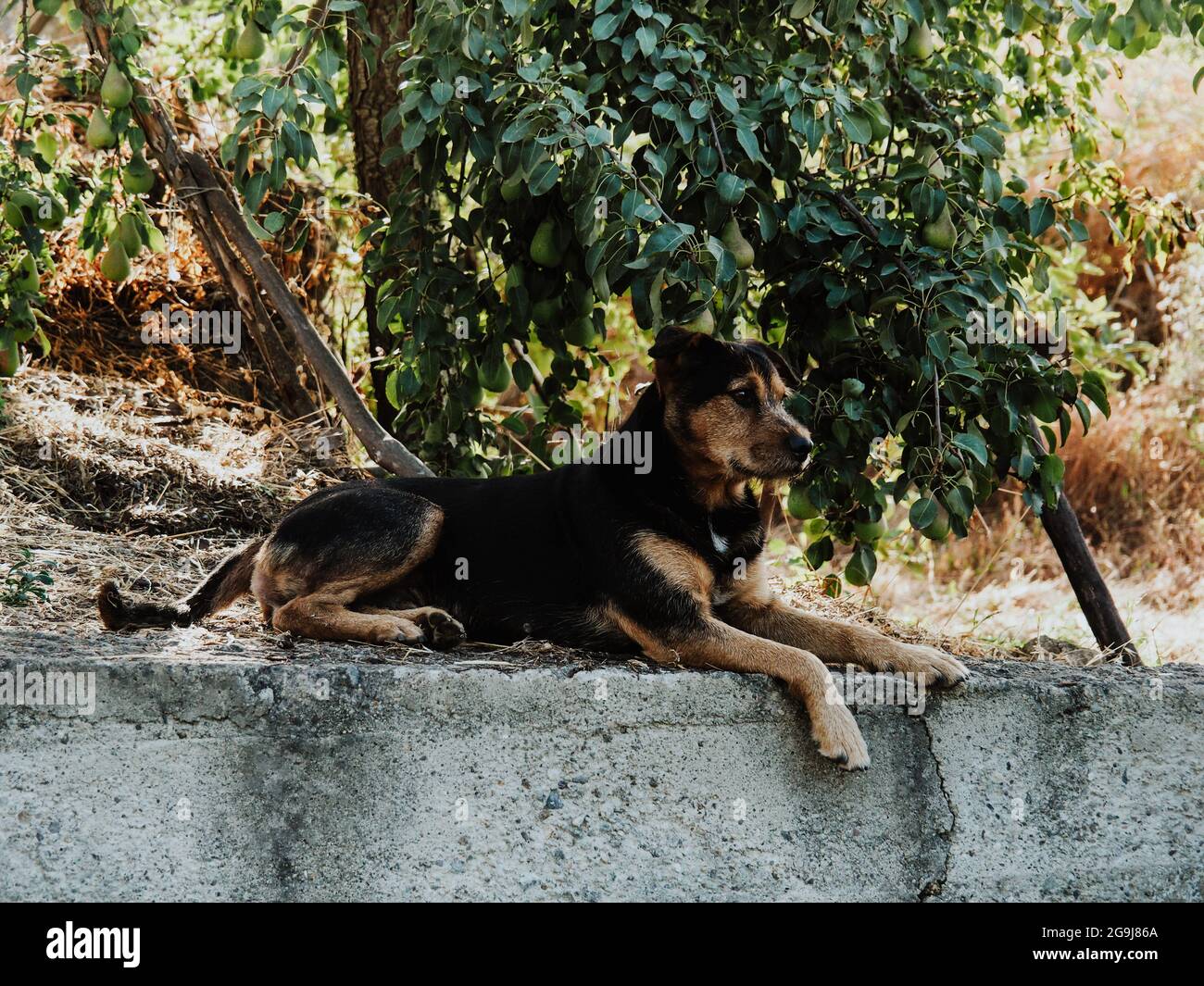 Graceful puppy hi-res stock photography and images - Alamy