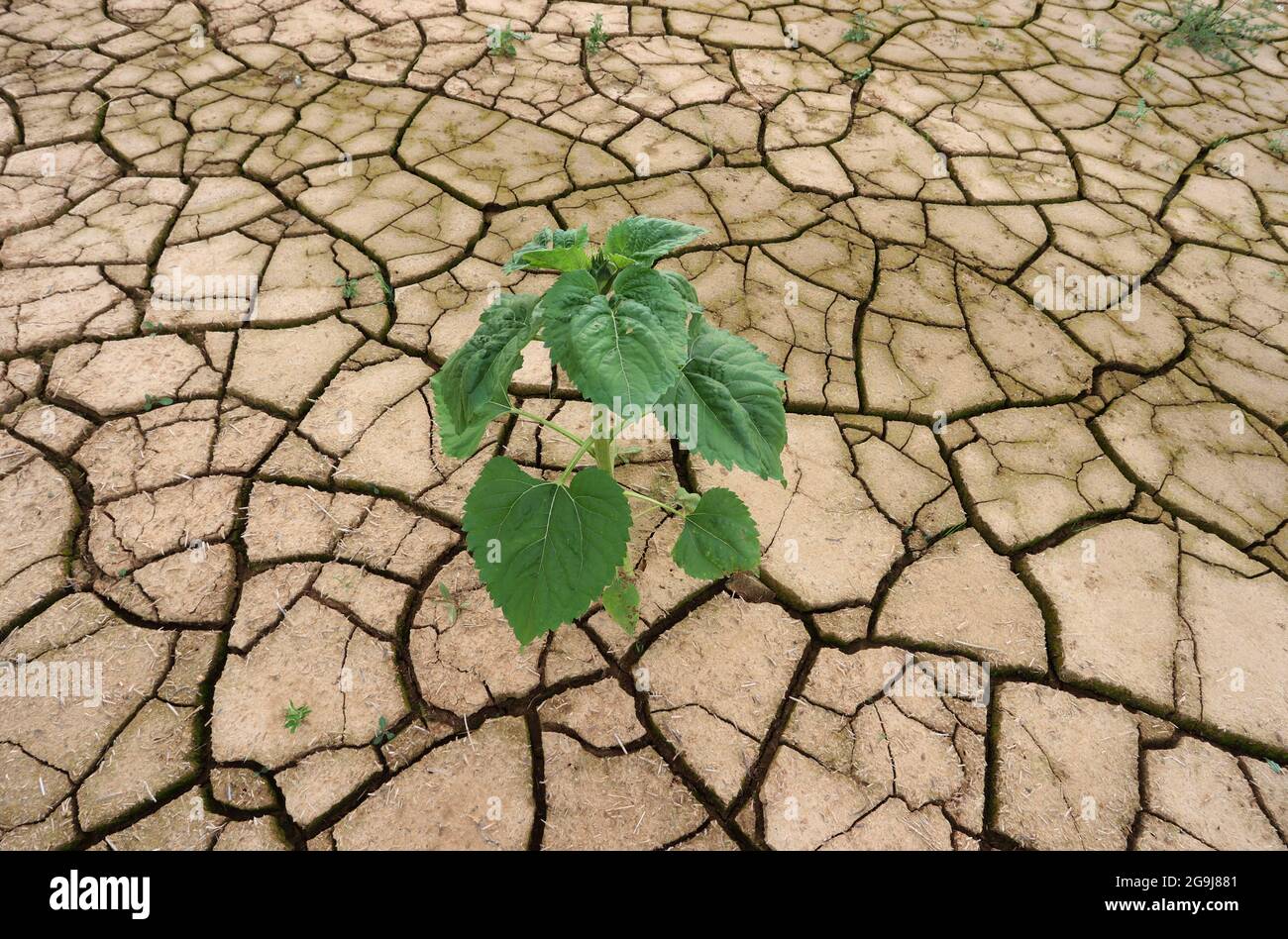 Arable soil hi-res stock photography and images - Alamy