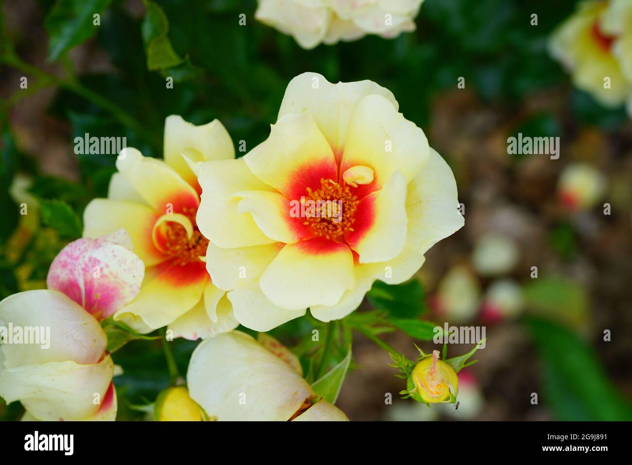 Yellow and orange Glorious Babylon Eyes rose flower growing in the ...