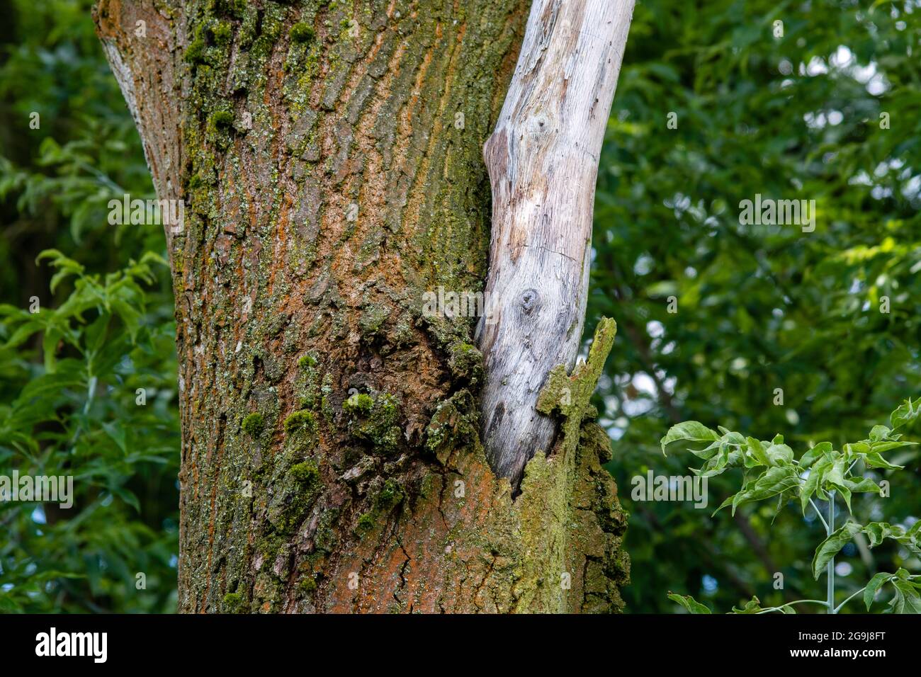 Structured leaf hi-res stock photography and images - Alamy