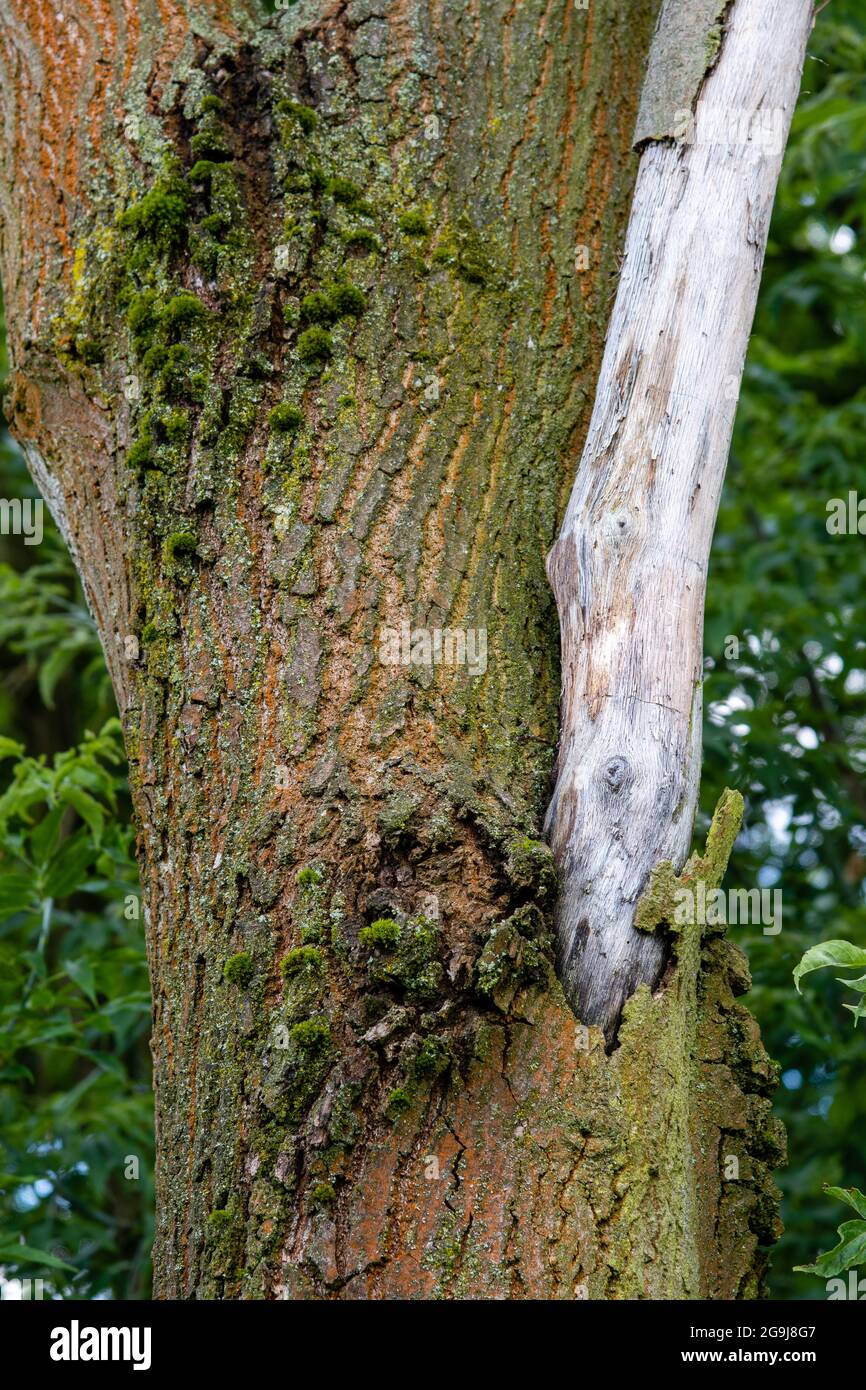 Tree small tree hi-res stock photography and images - Alamy