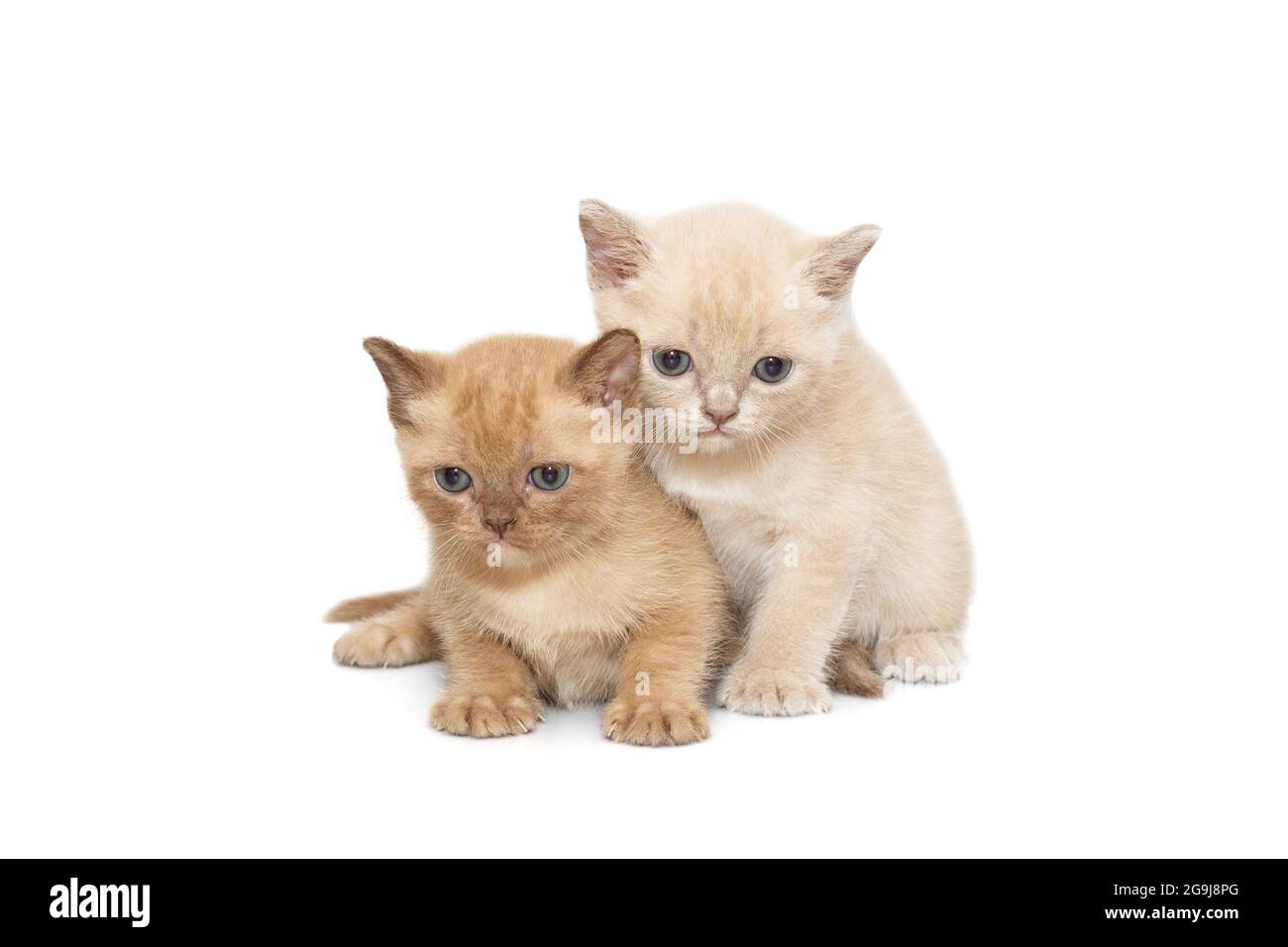 Two small kittens of the European Burmese together, isolated on a white ...