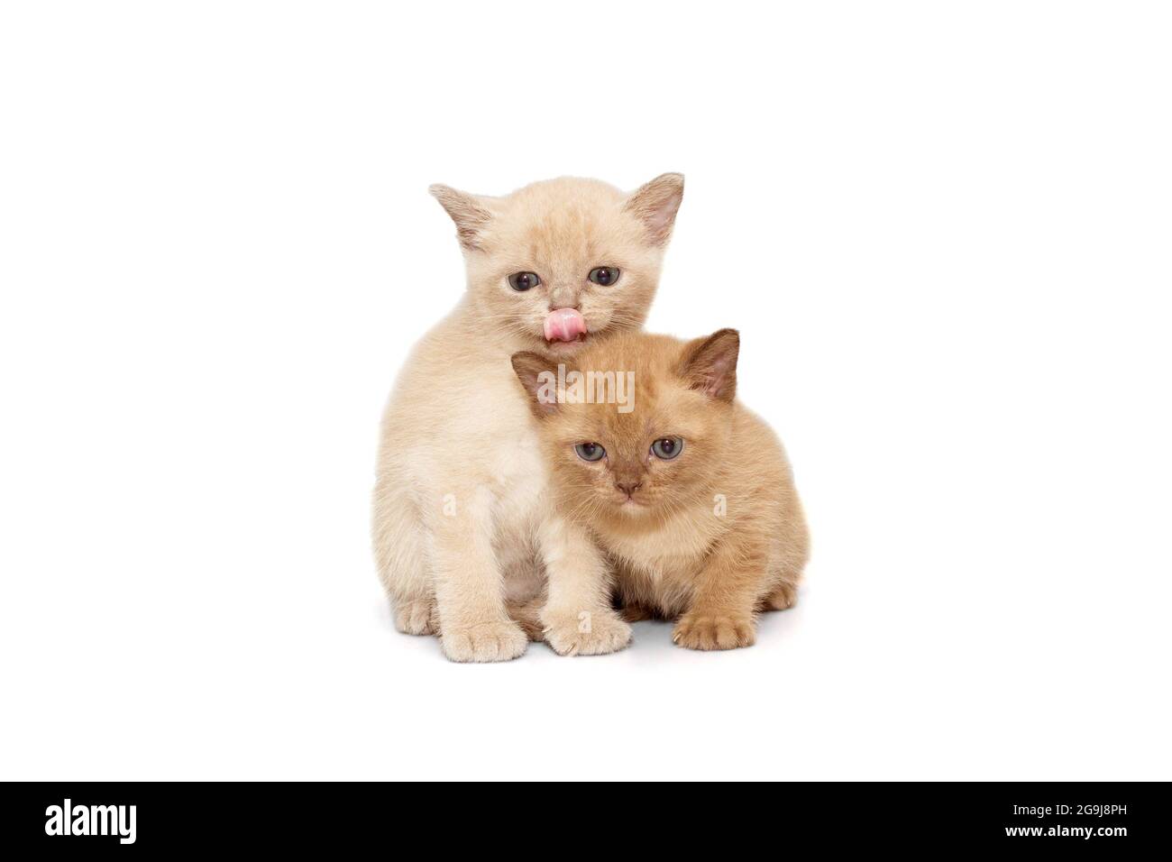 Two small kittens of the European Burmese together, isolated on a white ...