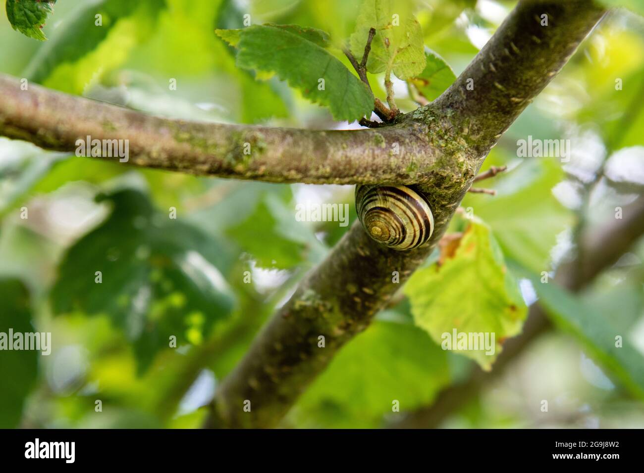 snail shell on a tree branch Stock Photo - Alamy