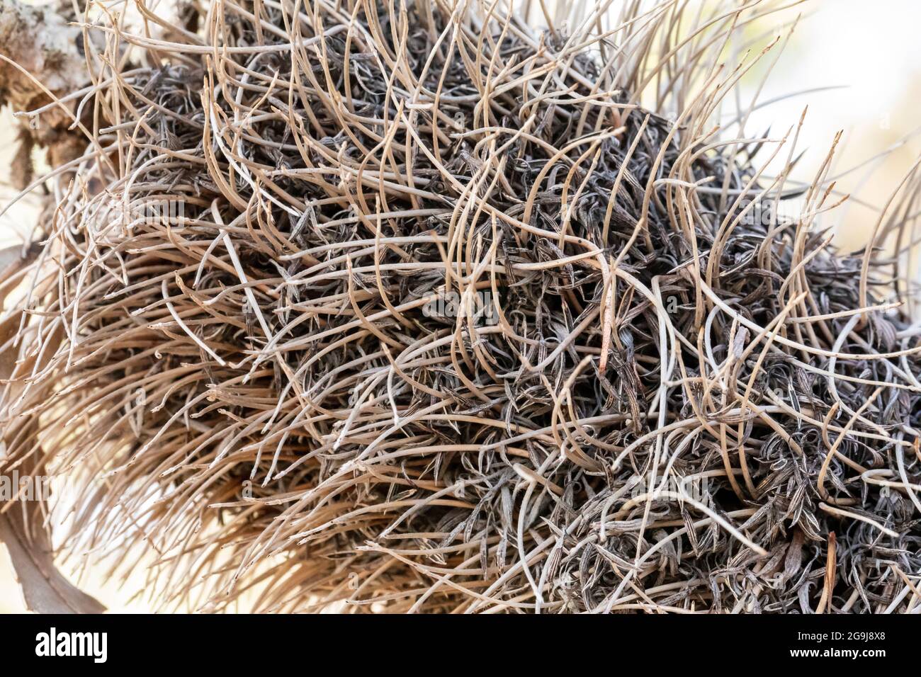 Banksia bushland hi-res stock photography and images - Alamy
