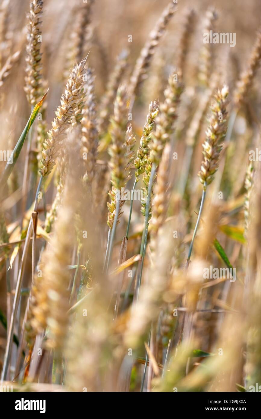 Wheat heads hi-res stock photography and images - Alamy