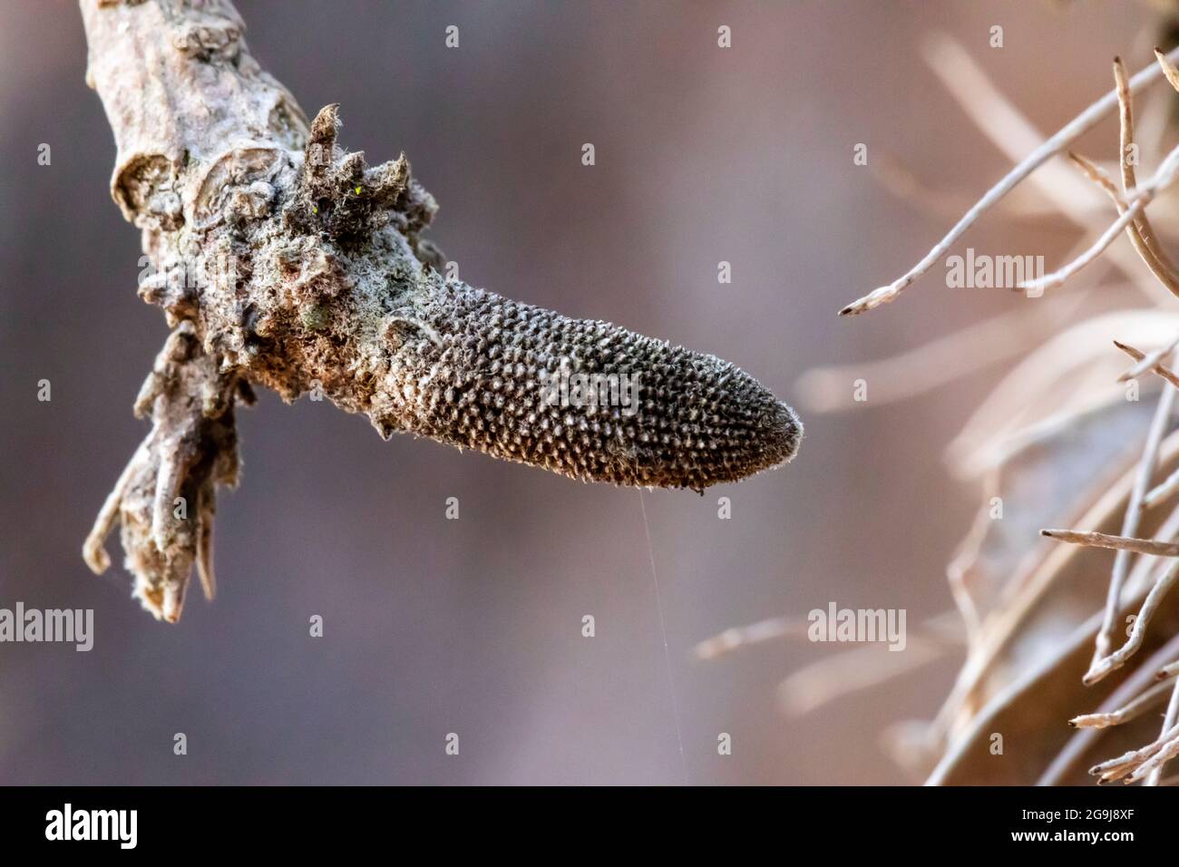 Photograph of a dead Banksia flower and plant due to bushfires in ...