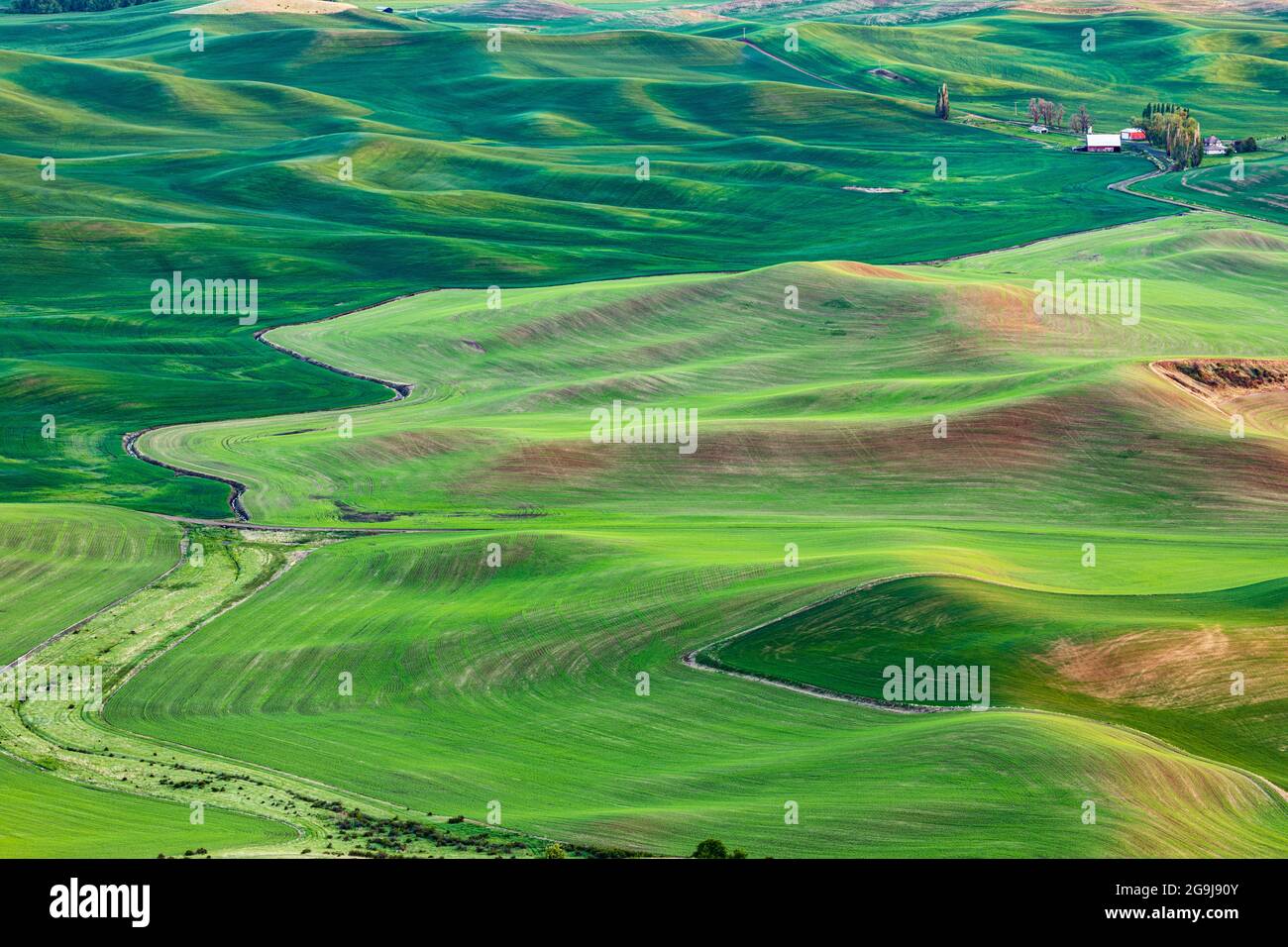 Steptoe Butte State Park, Washington, USA. May 22, 2021. Rolling wheat ...