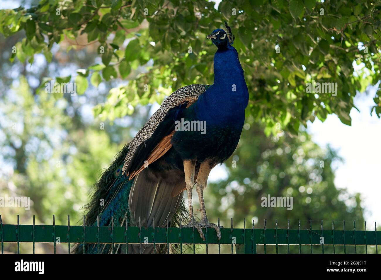 Colorful peacock (Pavo cristatus) perched on a fence with greenery ...