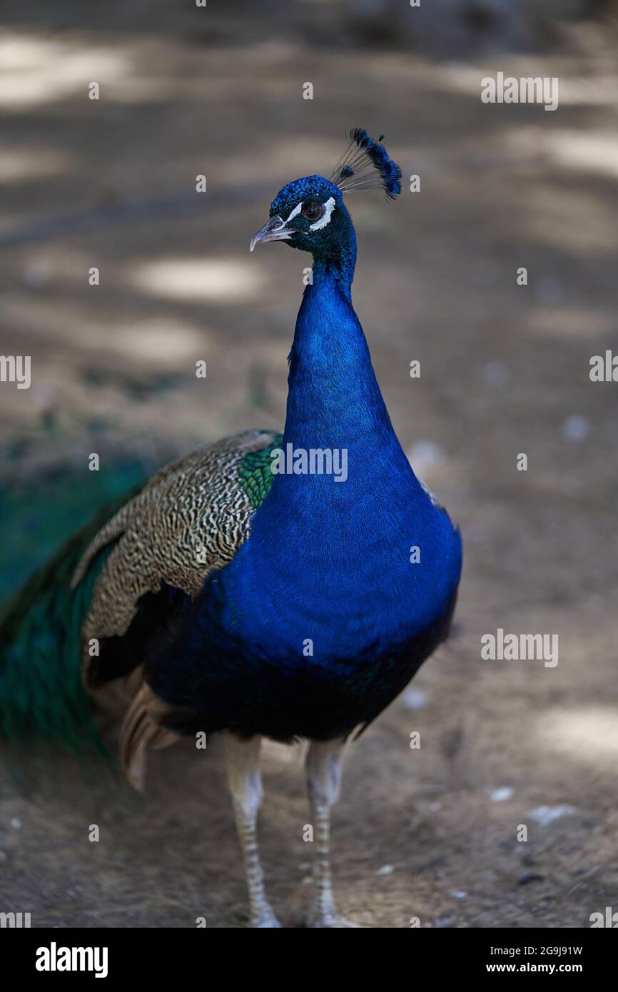 Colorful peacock (Pavo cristatus) looking to the left Stock Photo - Alamy
