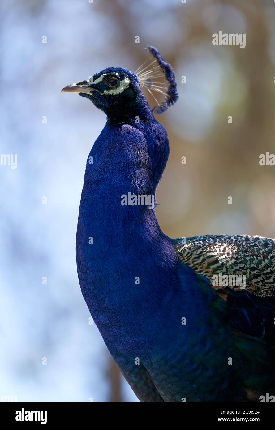 Colorful peacock (Pavo cristatus) looking to the left Stock Photo - Alamy