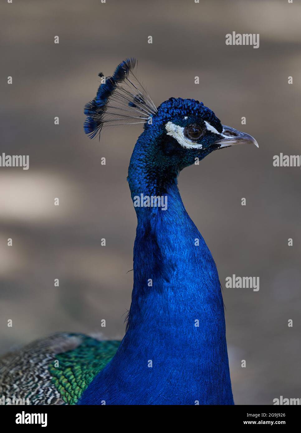 Colorful peacock standing on fence hi-res stock photography and images ...