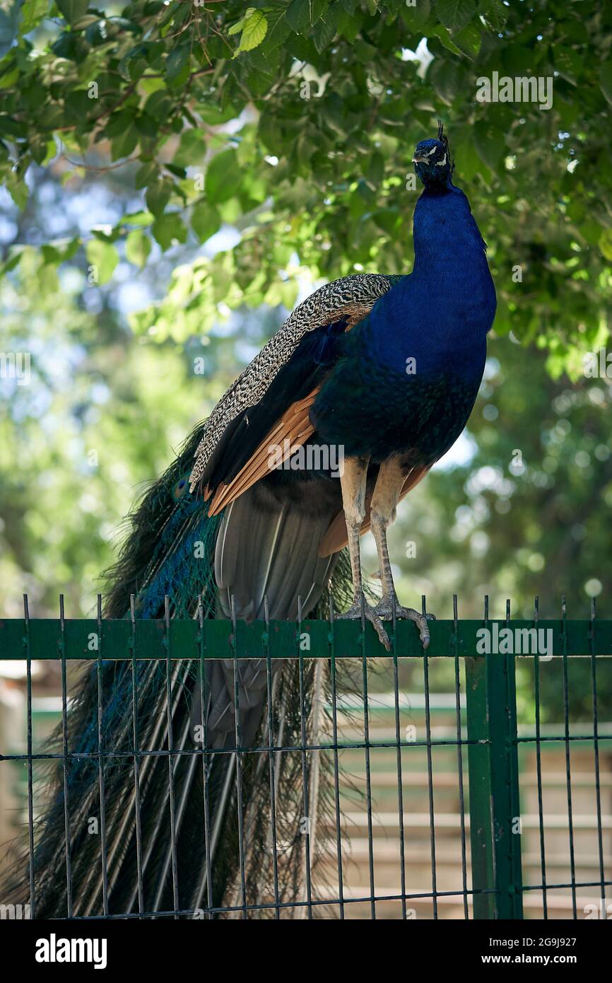 Colorful peacock (Pavo cristatus) perched on a fence with greenery ...