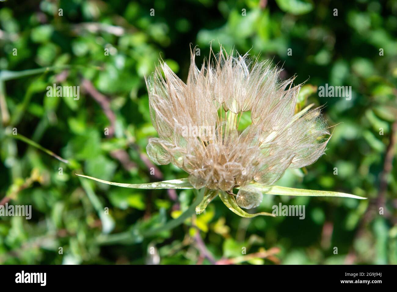 Translucent green leaves hi-res stock photography and images - Alamy