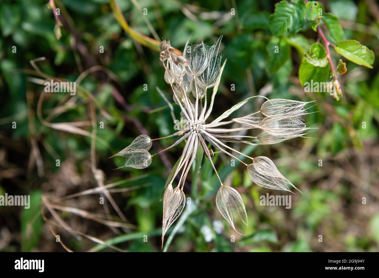 Whitered leaves hi-res stock photography and images - Alamy