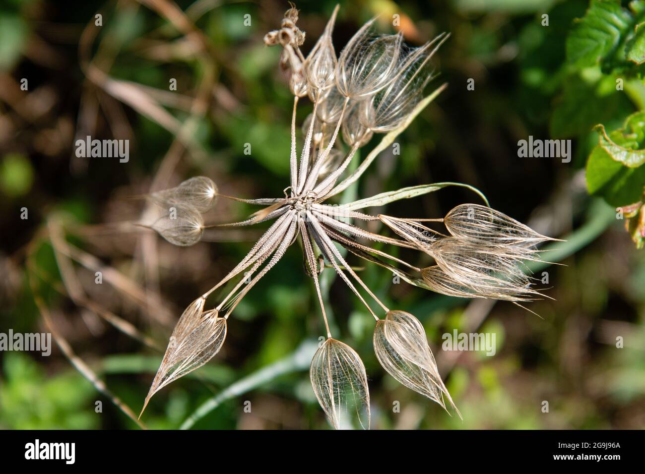 translucent flowers whitered Stock Photo - Alamy