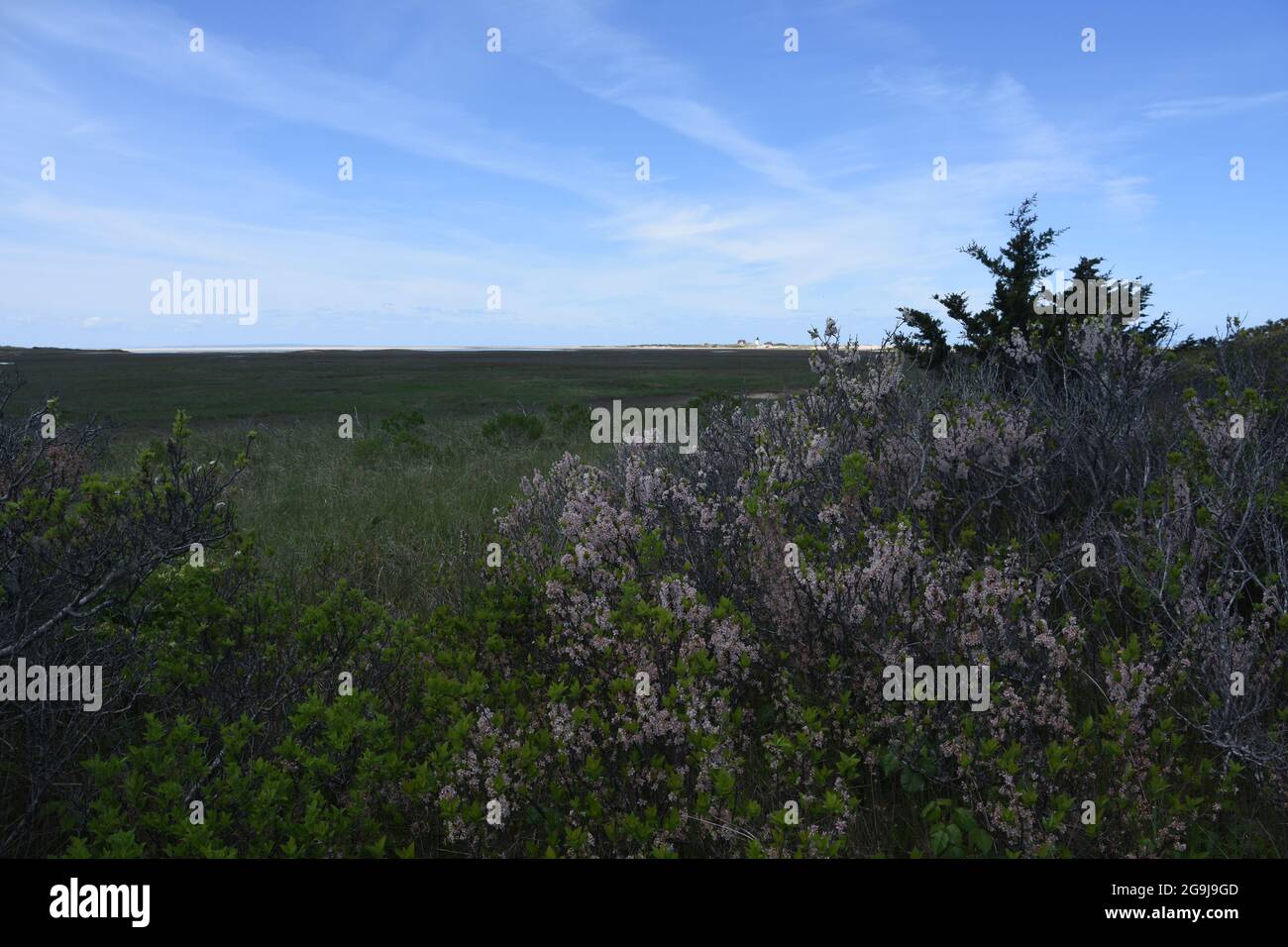 Summer views of tidal marsh and coastal scrub on Cape Cod Stock Photo ...