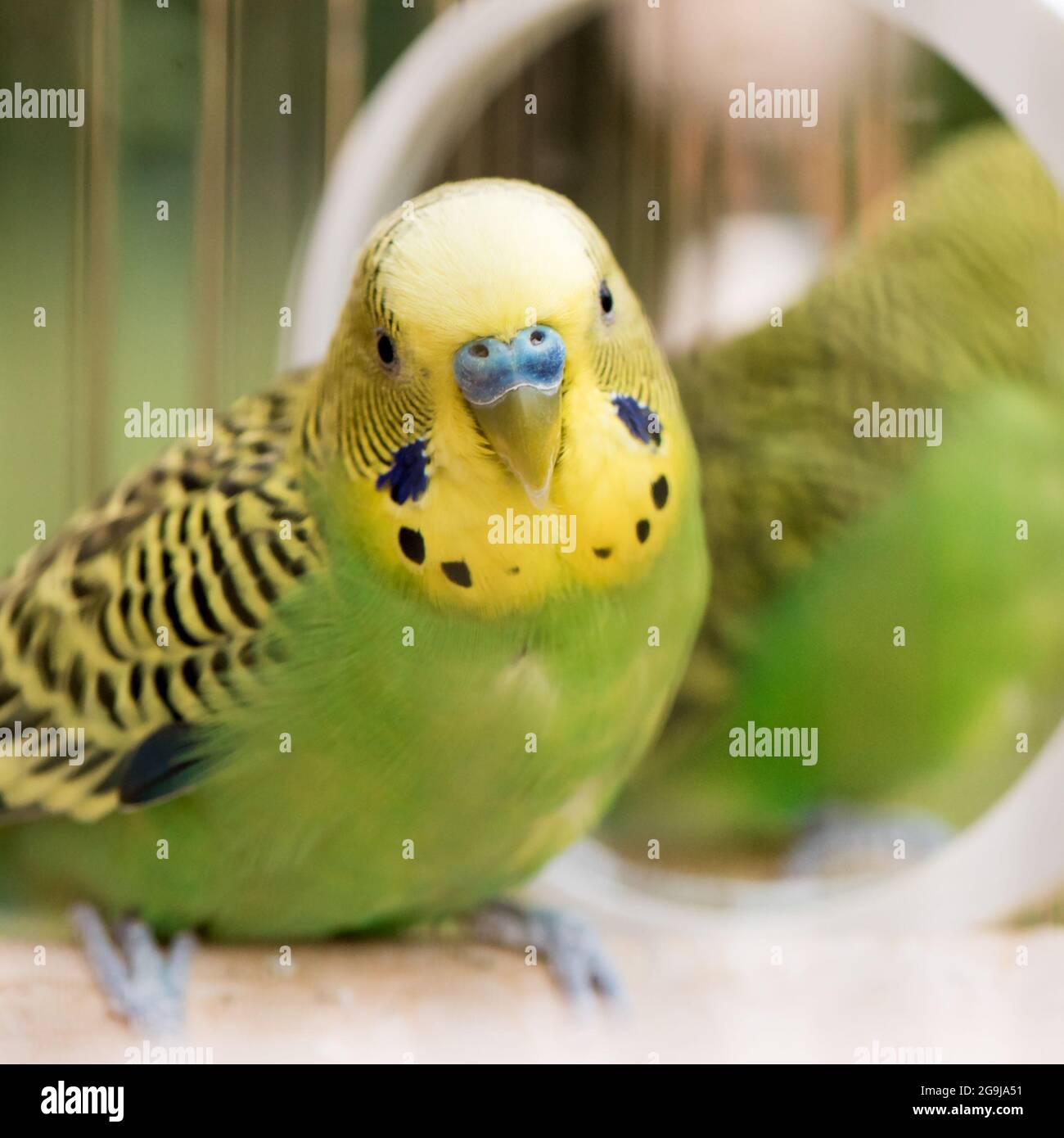 Green budgerigar parrot close up sits on cage near the mirror. Cute ...