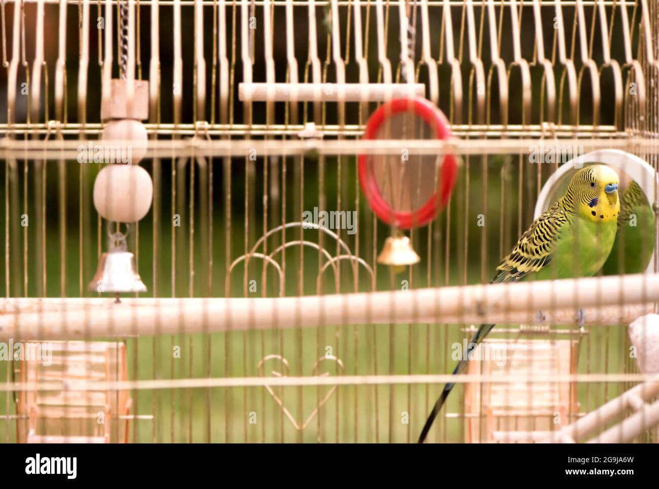 Green budgerigar parrot close up sits on cage near the mirror. Cute ...