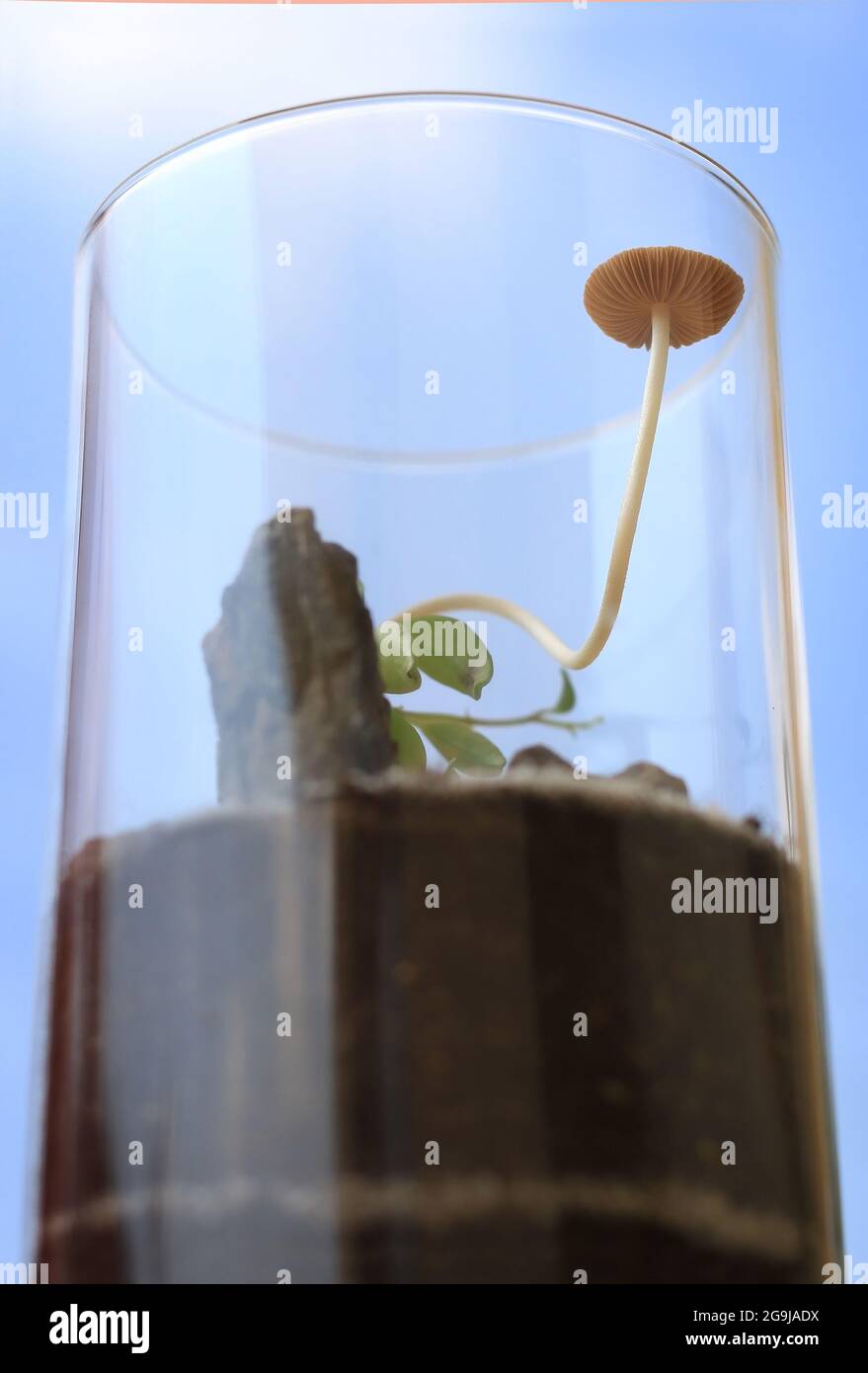 A glass terrarium with a mushroom inside against a blue sky Stock Photo ...