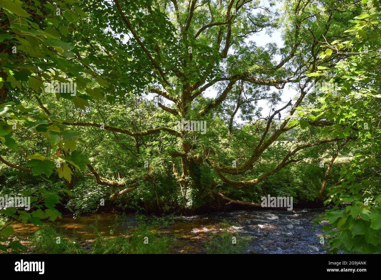 Respryn bridge river fowey hi-res stock photography and images - Alamy