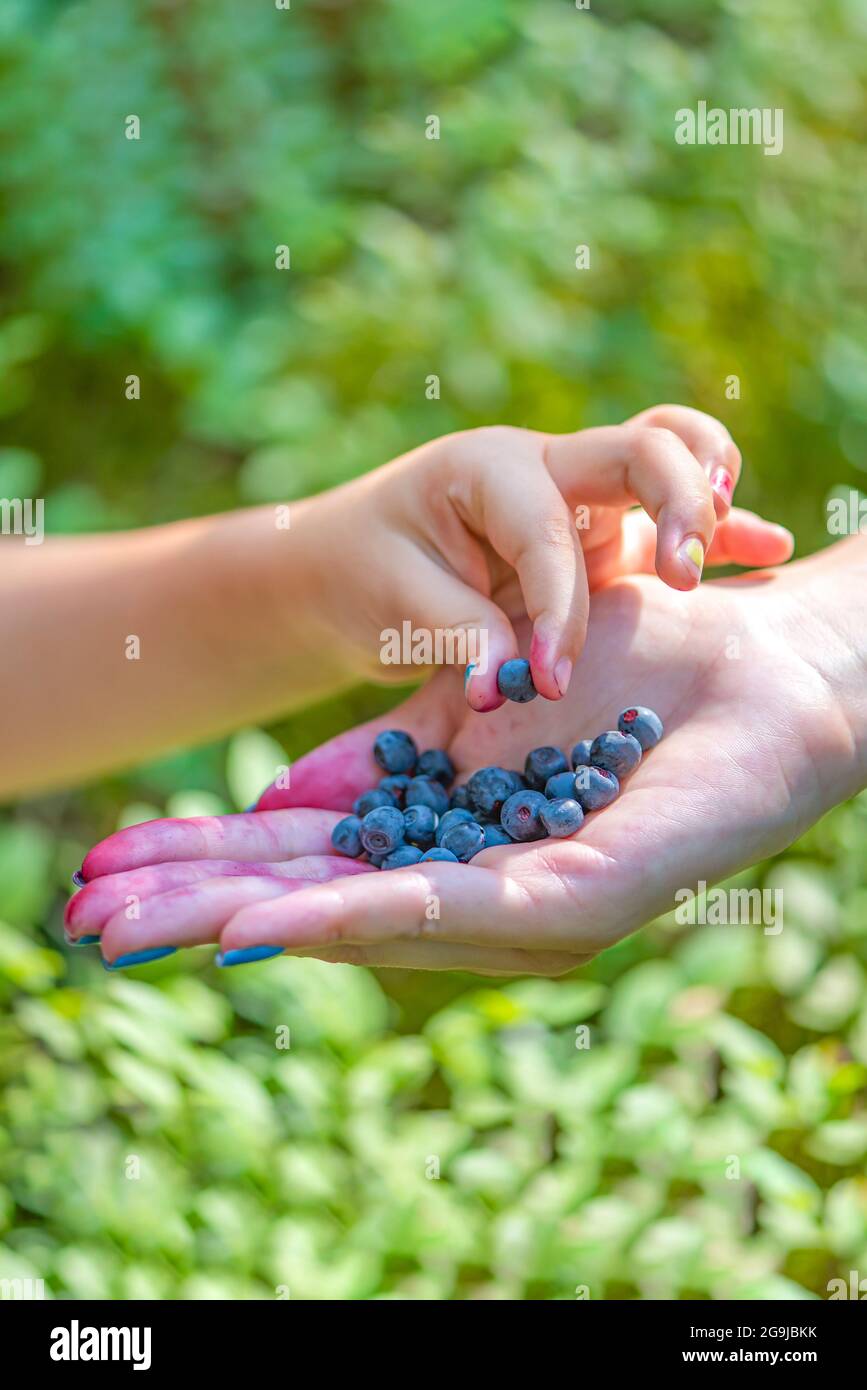 The child takes blueberries with his hand in the forest. Close-up of ...