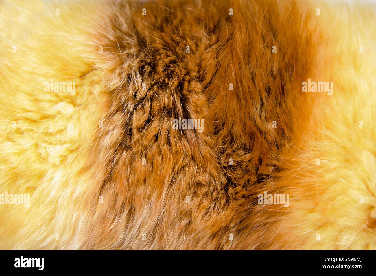 texture of red fur - fox - high resolution Stock Photo - Alamy