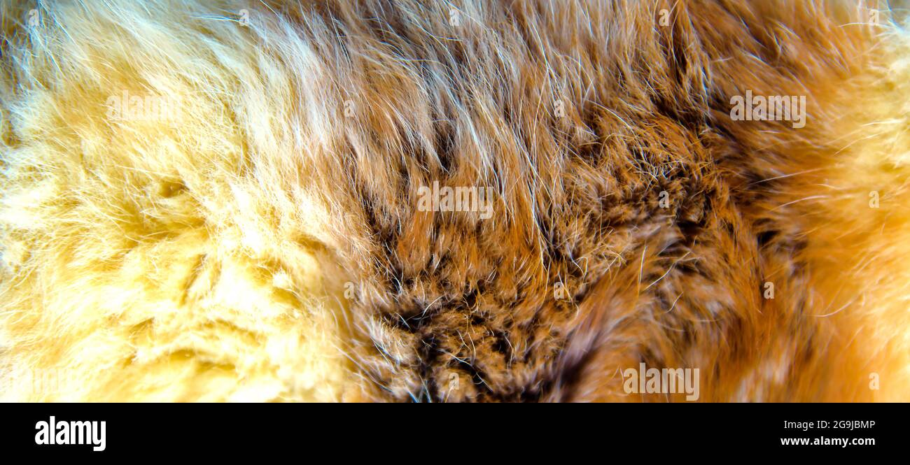 texture of red fur - fox - high resolution Stock Photo - Alamy