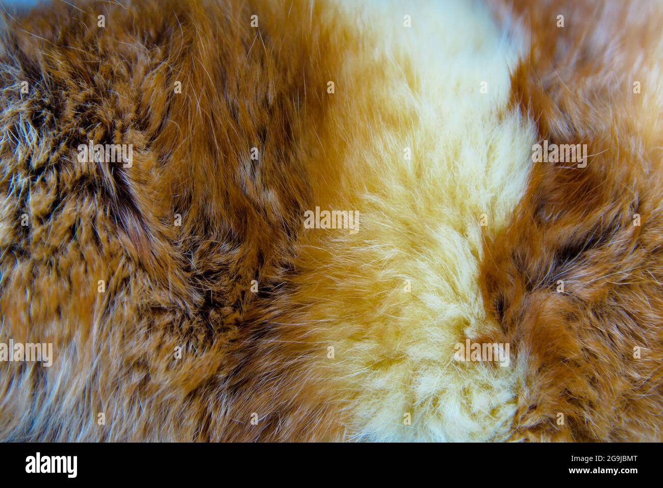 Red fox hairy fur texture hi-res stock photography and images - Alamy