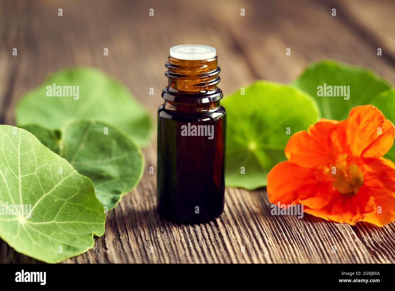 Garden nasturtium tincture with bloomingTropaeolum majus plant ...