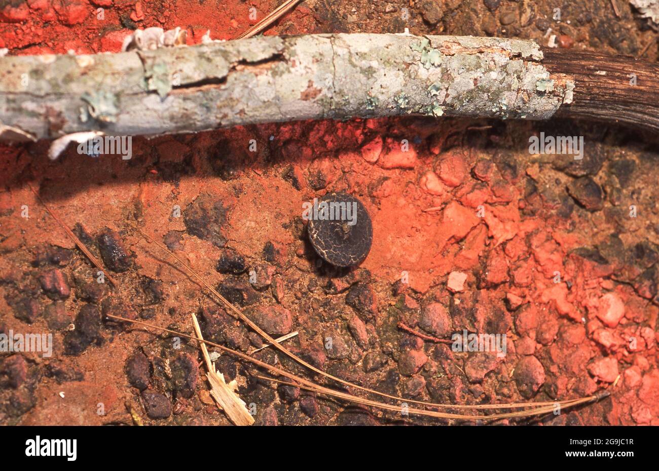 Space shuttle columbia disaster hi-res stock photography and images - Alamy