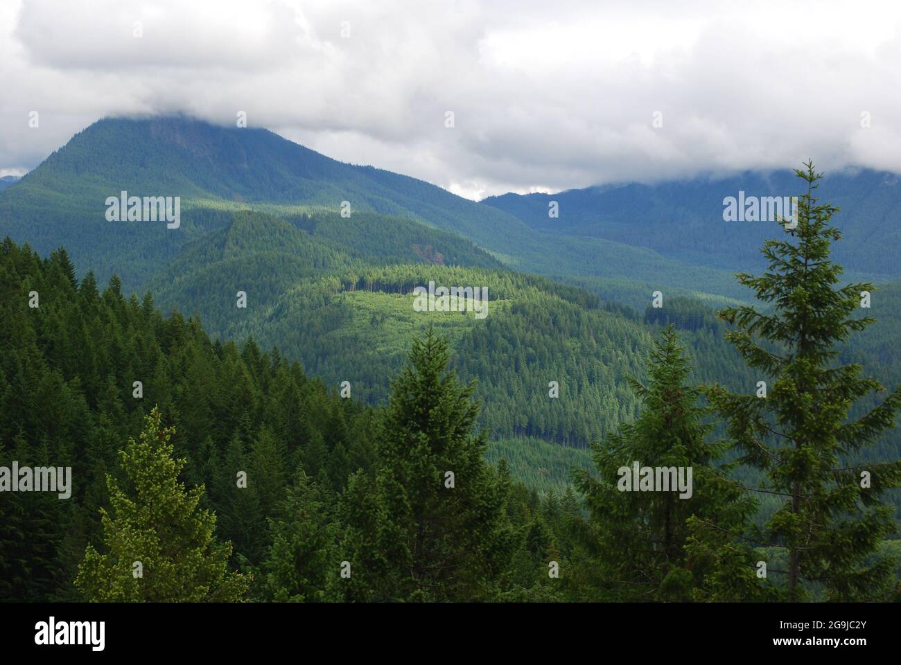 Green colors of the Oregon Cascades Stock Photo - Alamy
