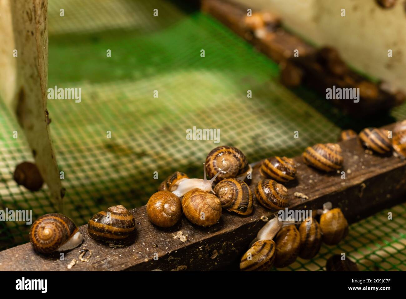 Land snails group hi-res stock photography and images - Alamy