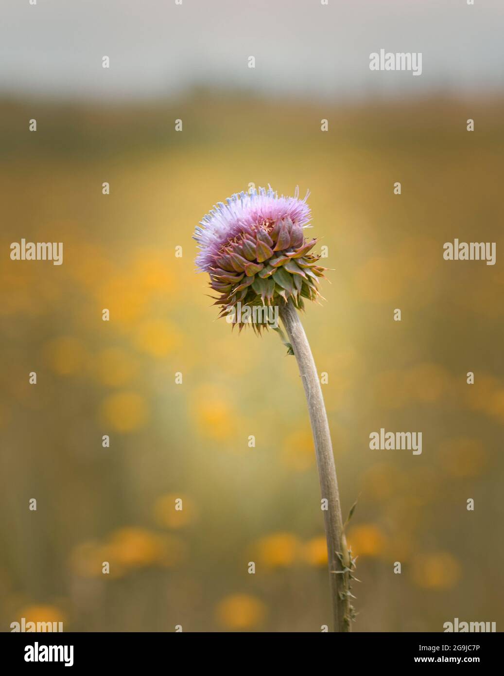 Flowered field in summer, in the Pampas plain, La Pampa Province ...