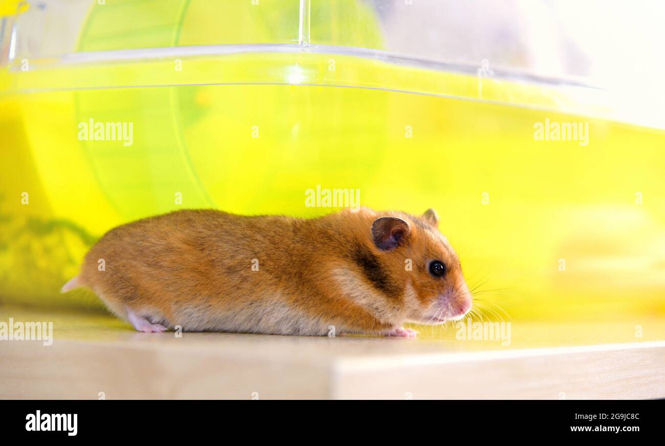 Grey dwarf hamster gray hamster hi-res stock photography and images - Alamy