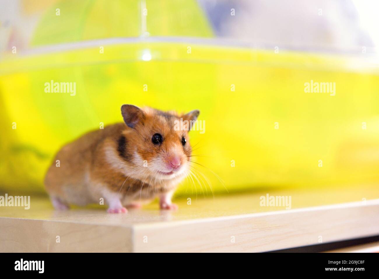 Red hamster runs near his cage Stock Photo - Alamy