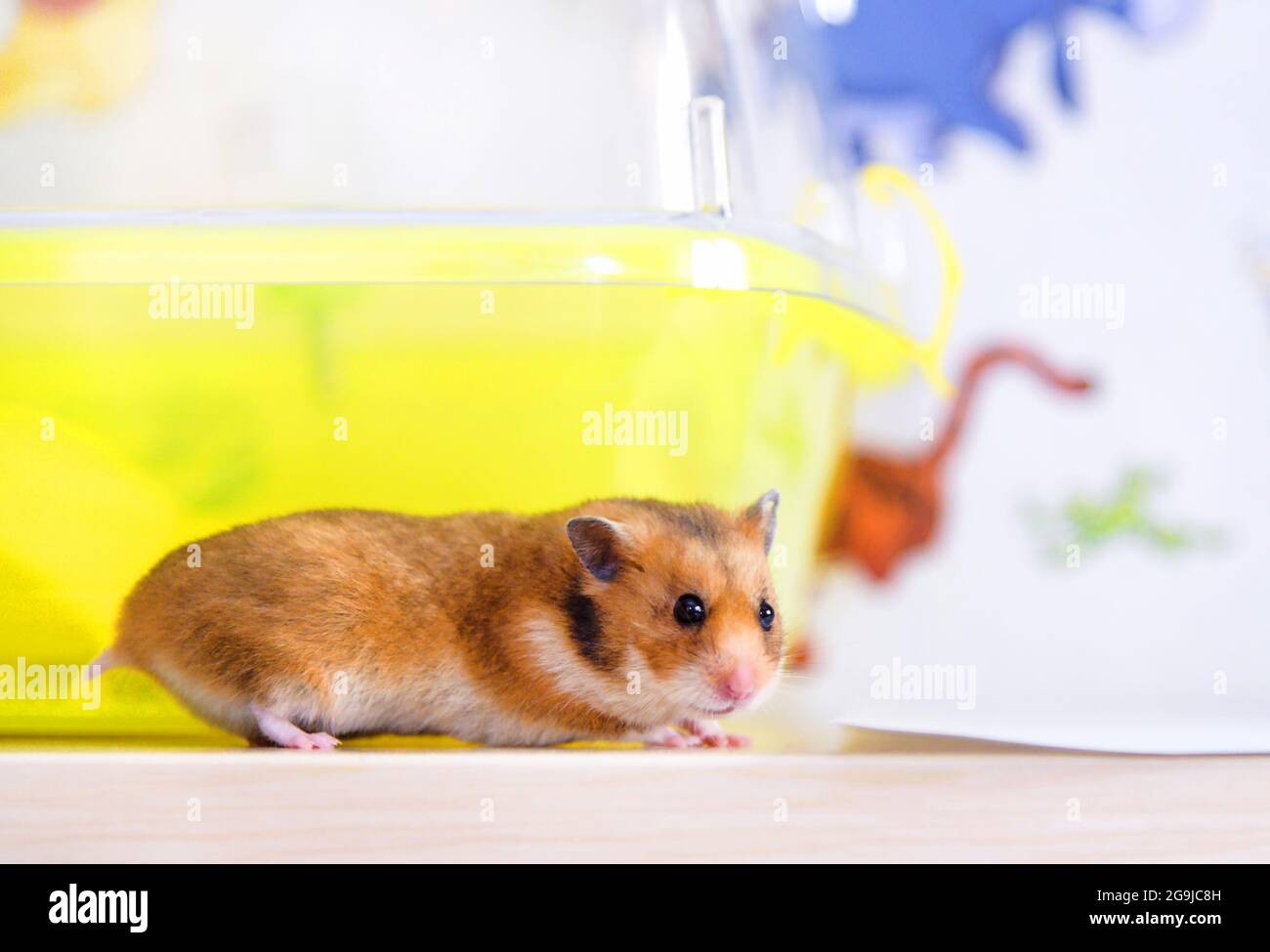 Red hamster runs near his cage Stock Photo - Alamy