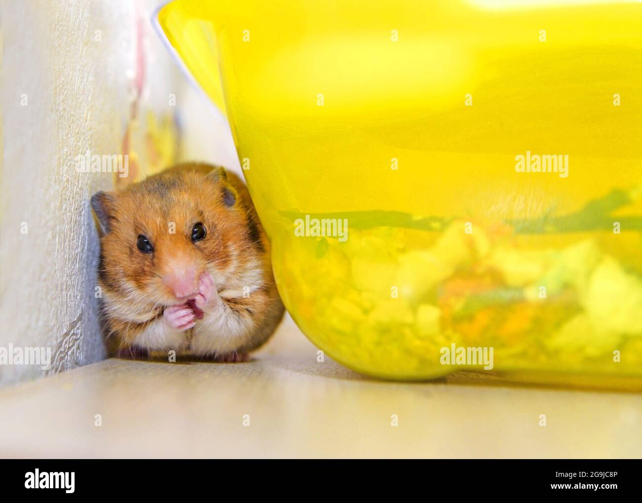 Grey dwarf hamster gray hamster hi-res stock photography and images - Alamy