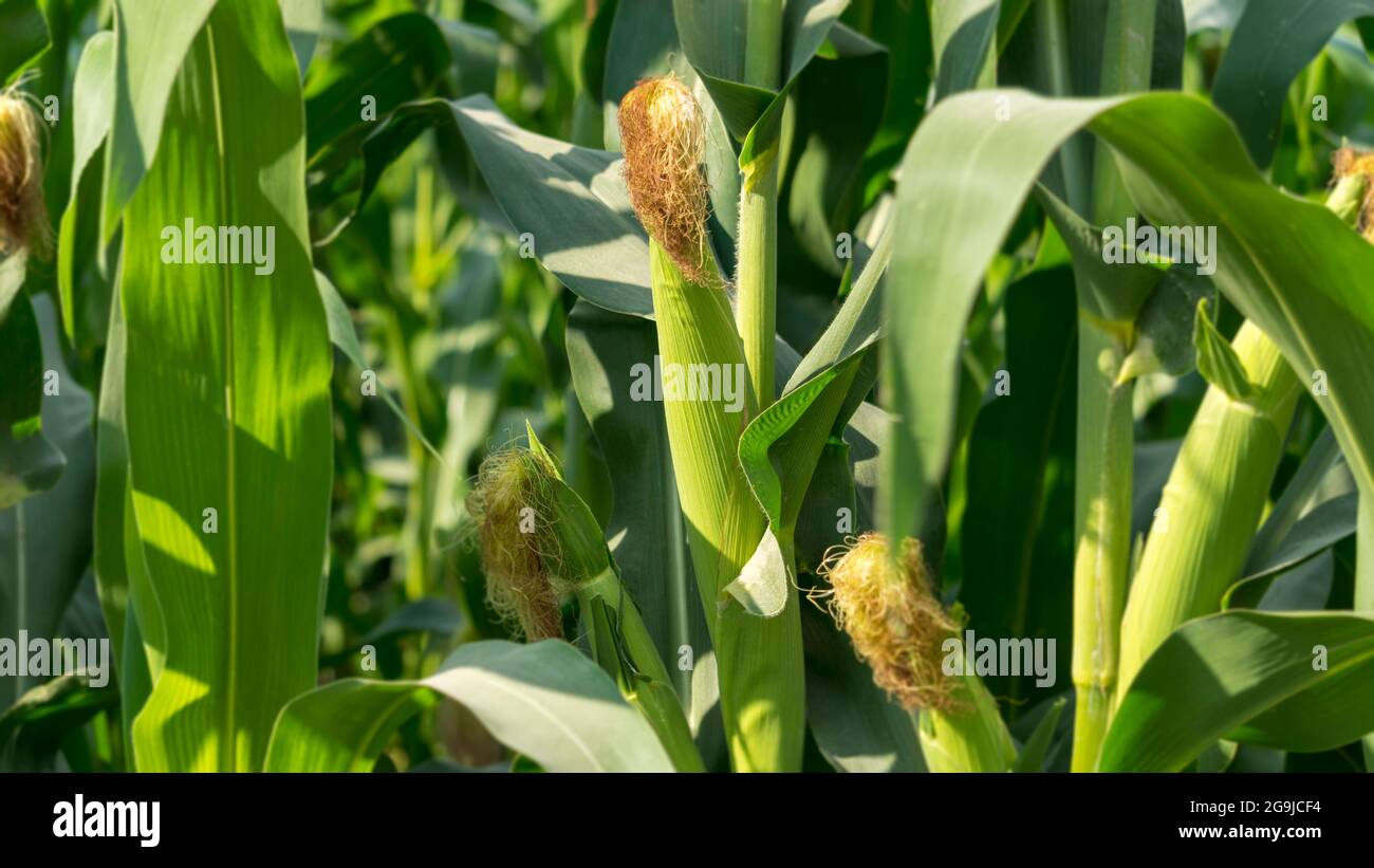 Corn cob in a corn plantation. The main focus is on the corncob. Young ...