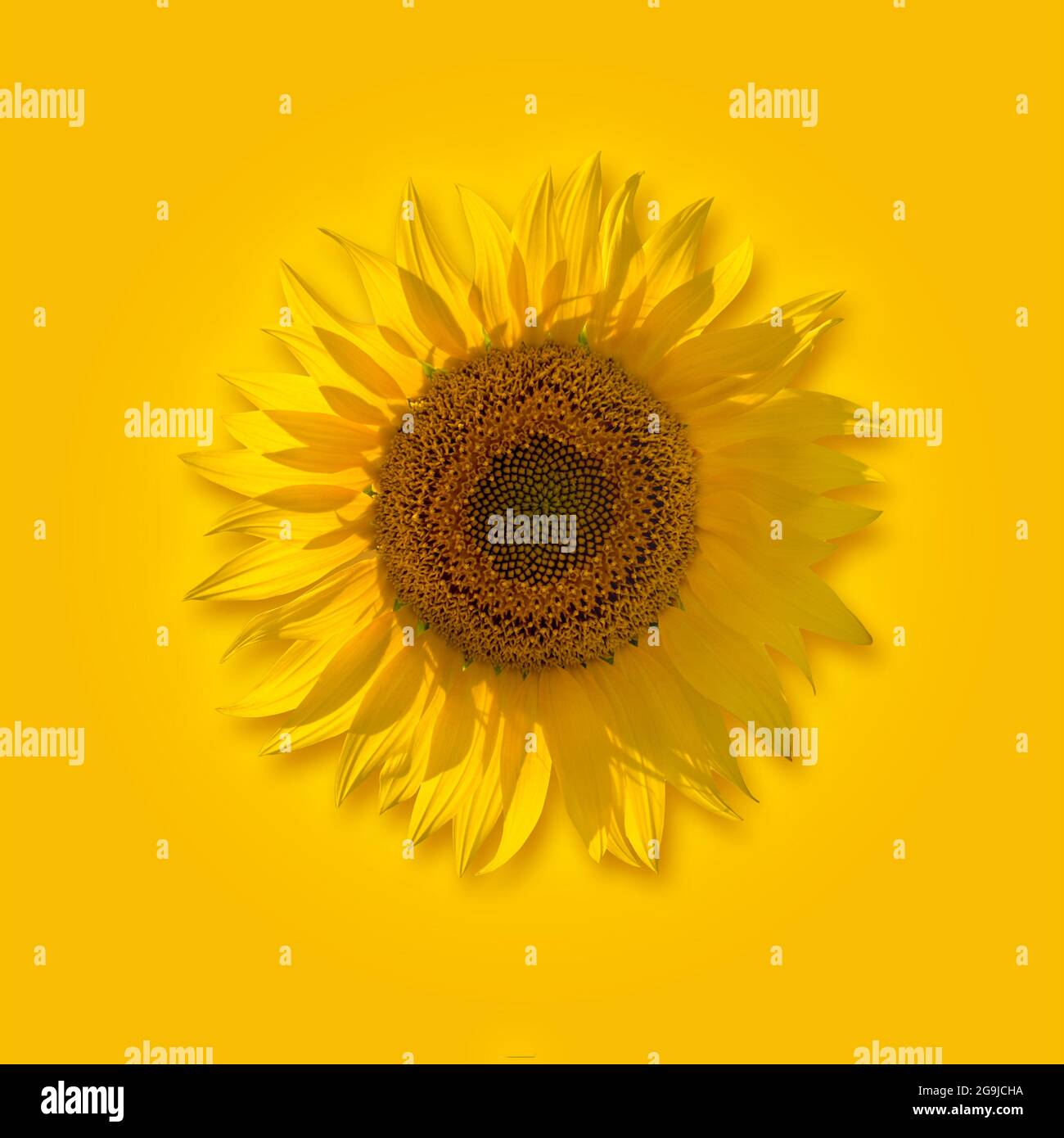 A single isolated sunflower is in the center of the orange background ...