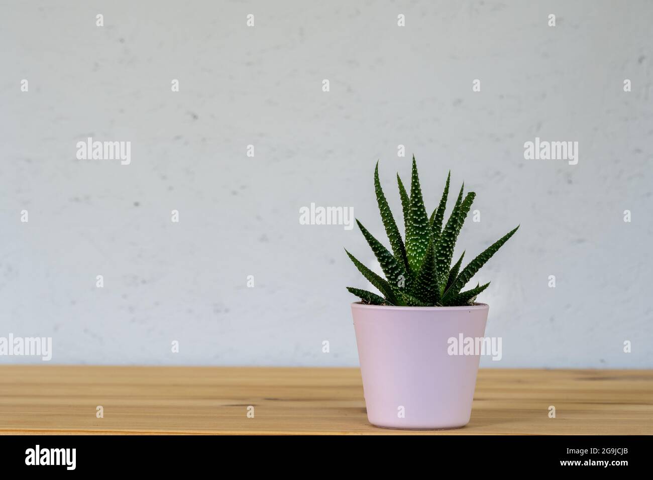 Small plant in pot succulents or cactus on a shelf Stock Photo - Alamy