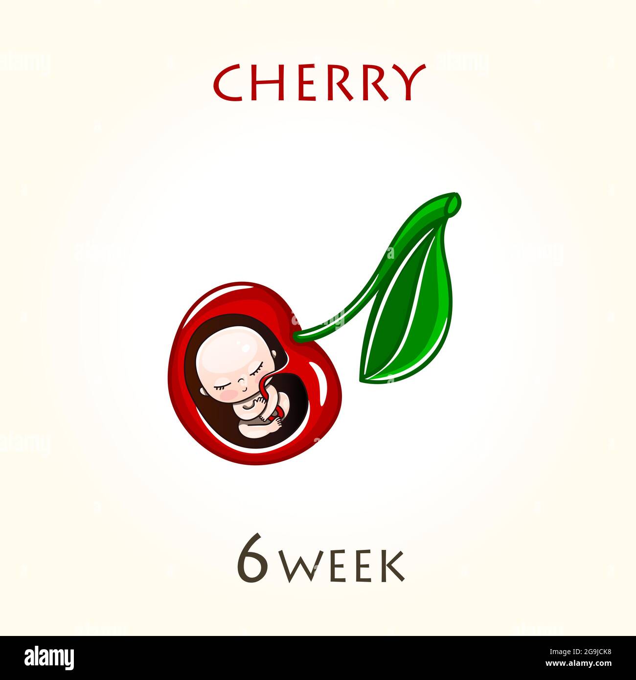 Stages of development of pregnancy, the size of the embryo for weeks ...