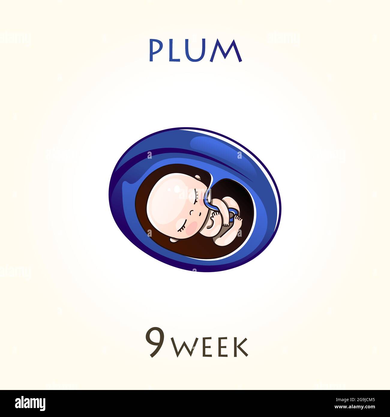 Stages of development of pregnancy, the size of the embryo for weeks ...