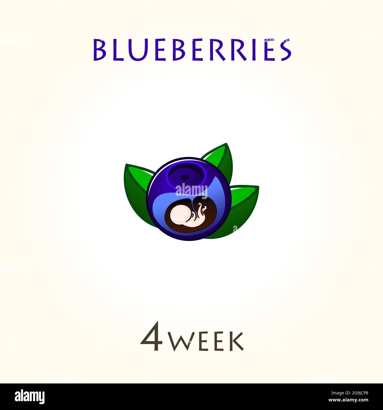 Stages of development of pregnancy, the size of the embryo for weeks ...