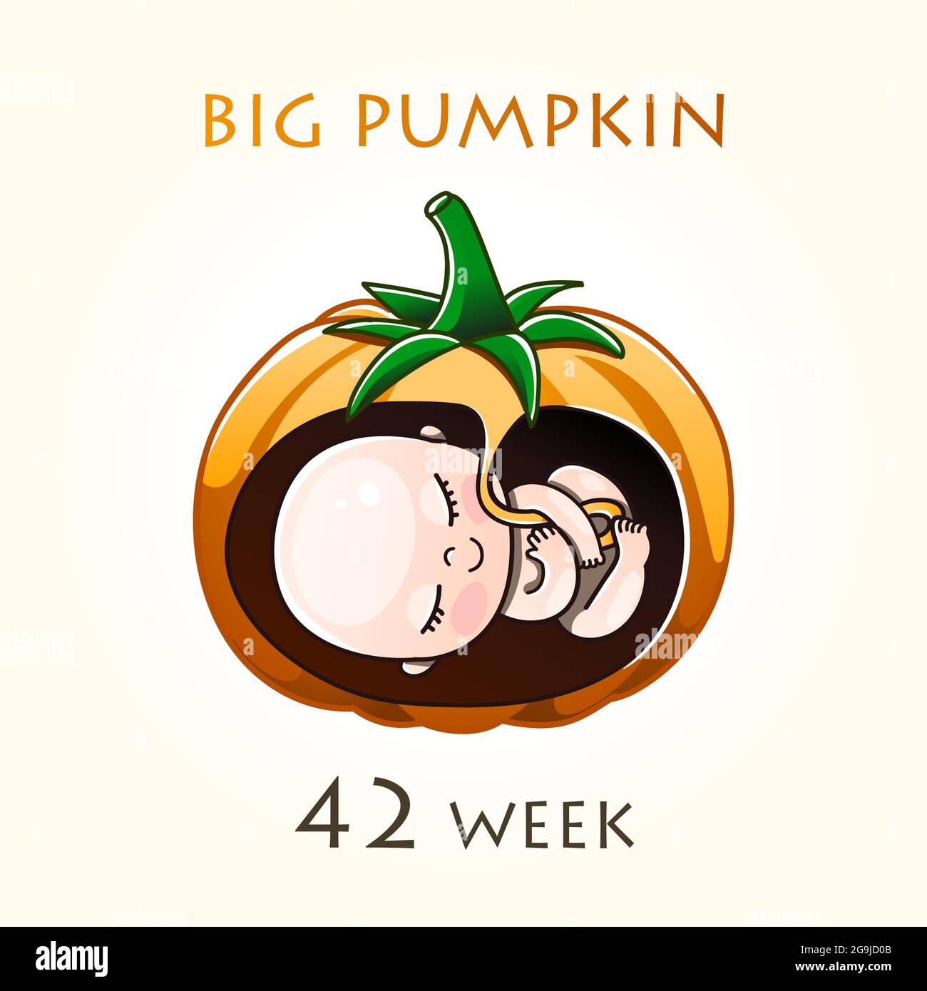 Stages of development of pregnancy, the size of the embryo for weeks ...