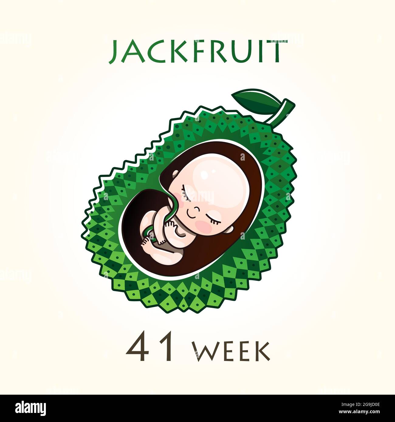 Stages of development of pregnancy, the size of the embryo for weeks ...