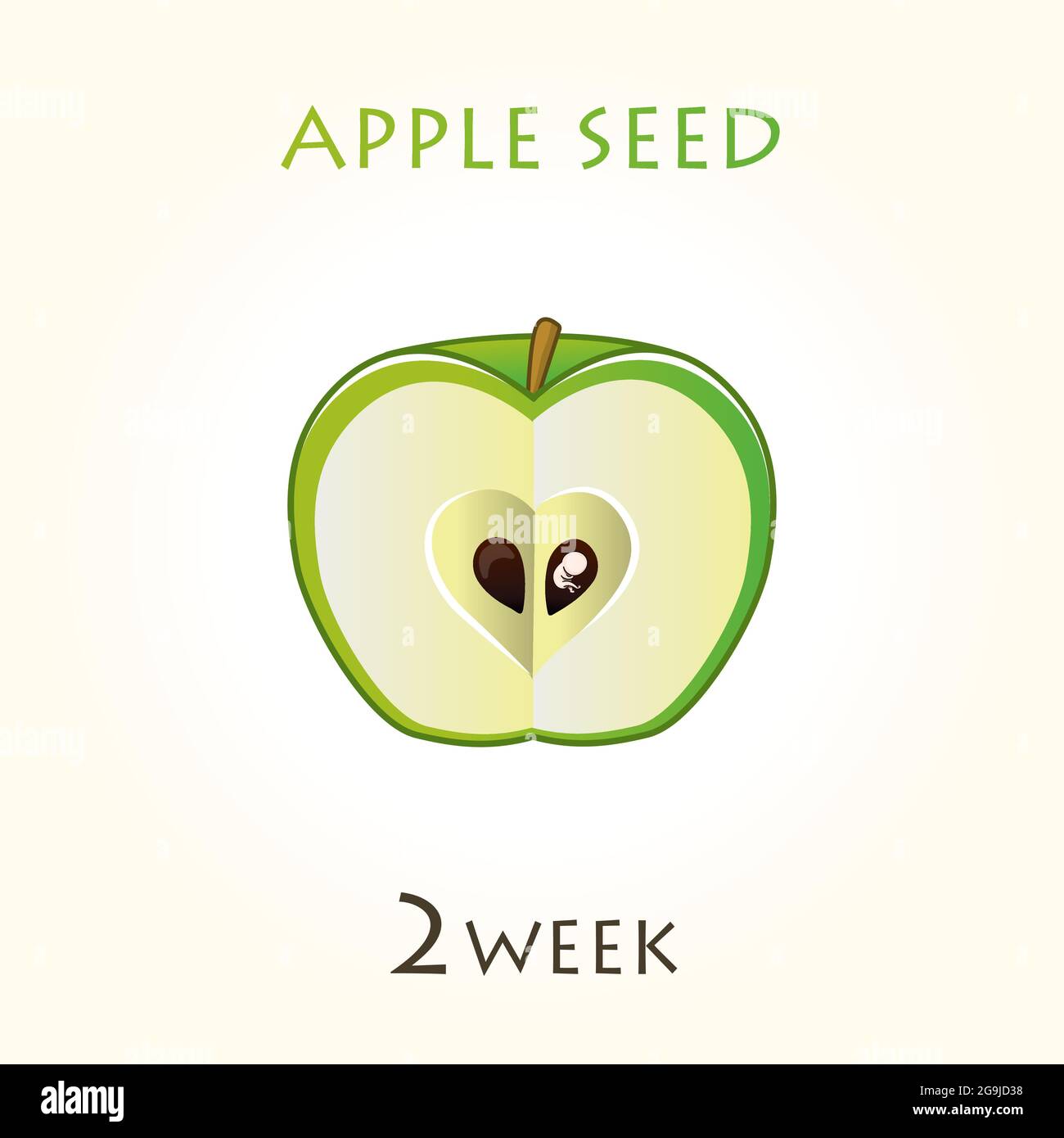 Stages of development of pregnancy, the size of the embryo for weeks ...