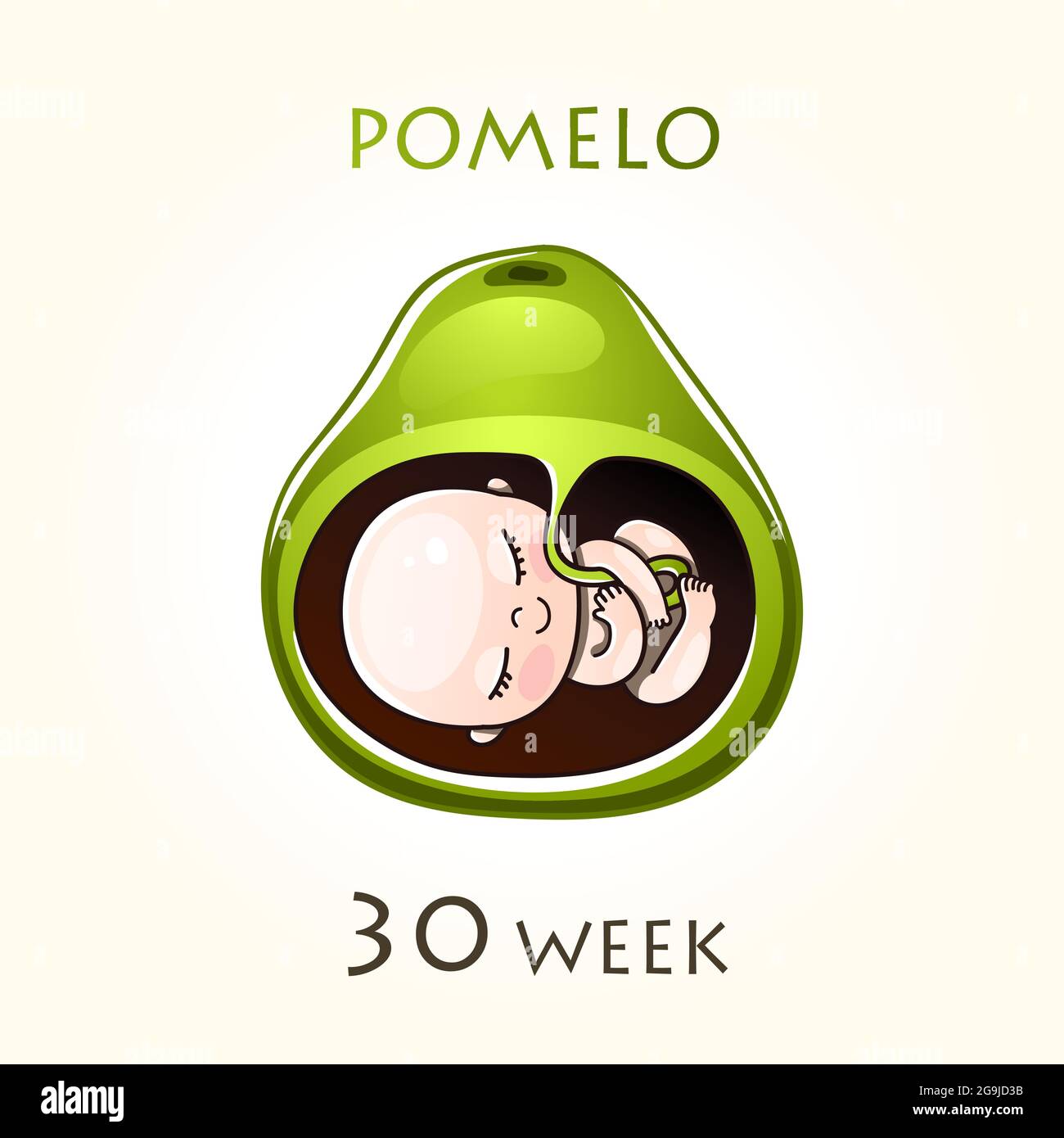 Embryo Development Human Fetus Growth Stages Of Pregnancy