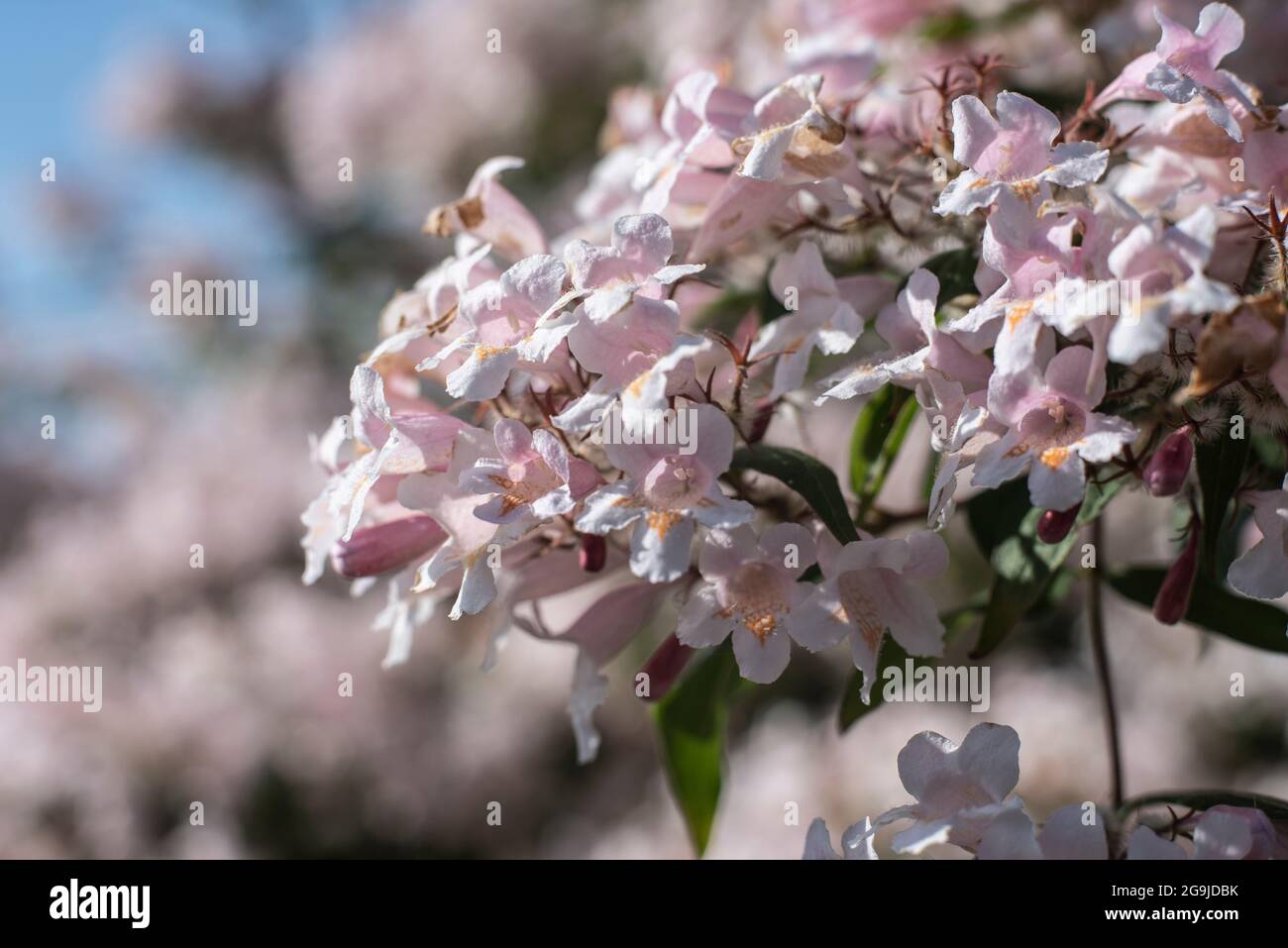 macrophotography of the pink flowers of linnea amabilis in sunlight ...